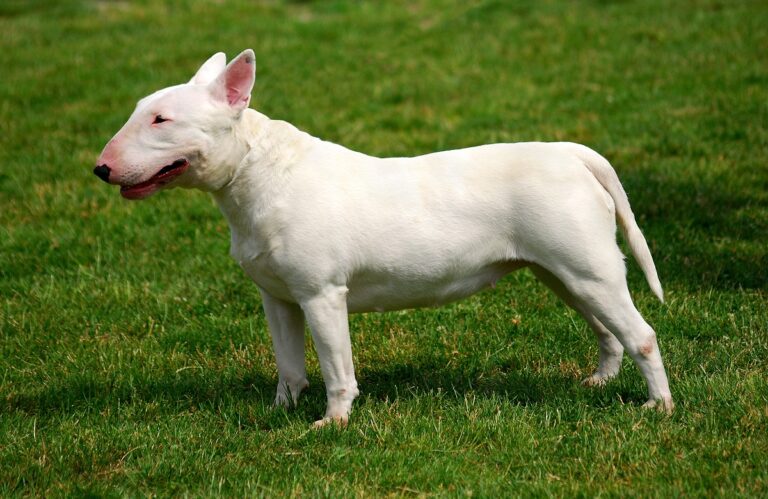 Top 15 Ugly Dogs: A Look At The Ugliest Dog Breeds