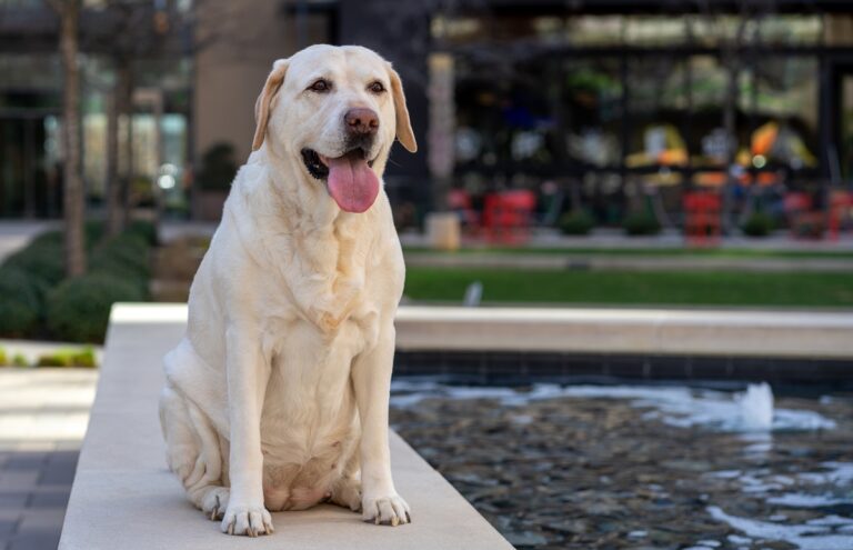 The Magic Of Cute Dog Breeds That Bring Pure Joy To Our Lives