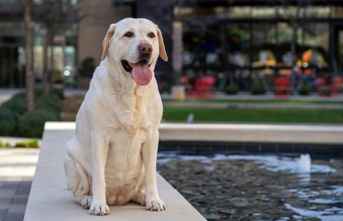 The Magic Of Cute Dog Breeds That Bring Pure Joy To Our Lives