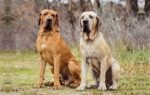 17 Scariest Dog Breeds With A Fierce Reputation