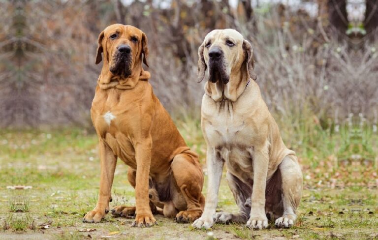 17 Scariest Dog Breeds With A Fierce Reputation