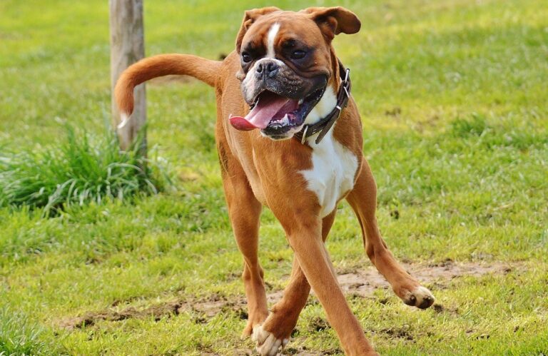 Top 15 Military Breeds Serving Nations: Unsung Canine Heroes