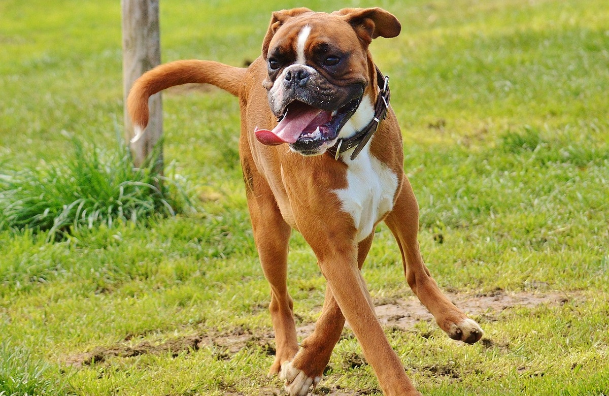 Top 15 Military Breeds Serving Nations: Unsung Canine Heroes