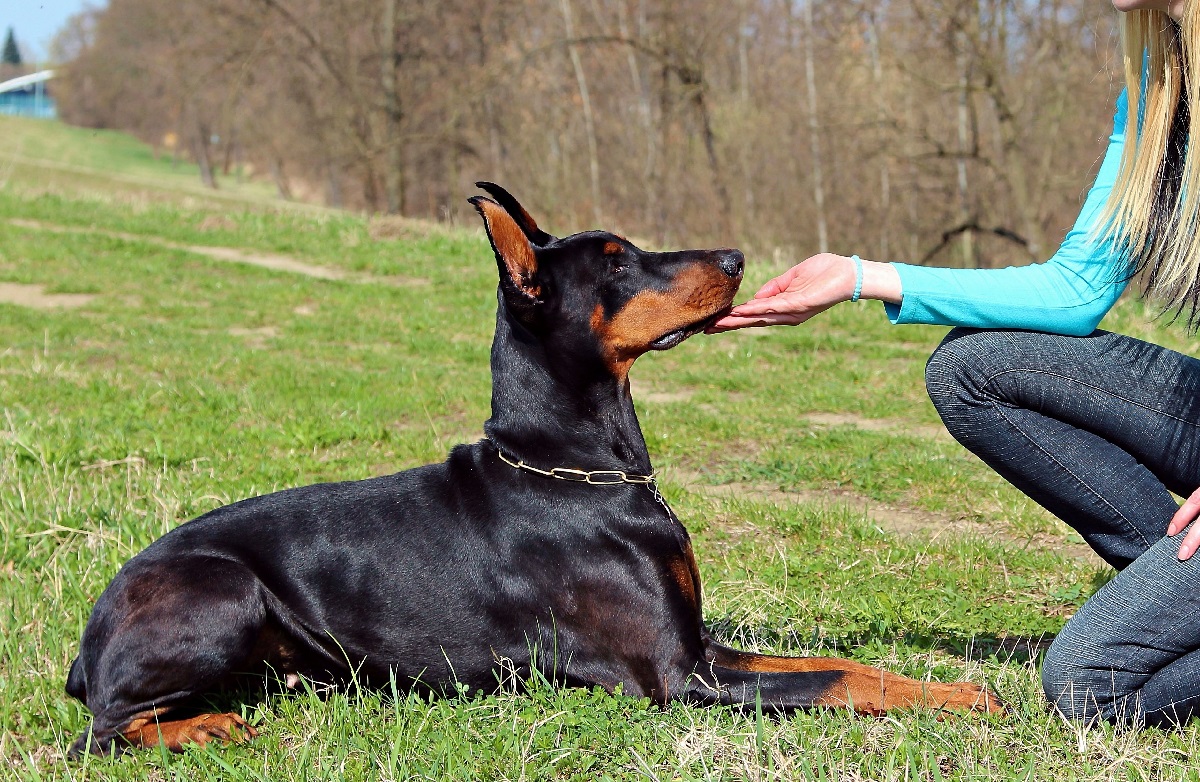 14 Best Service Dog Breeds Making Everyday Easier & Brighter