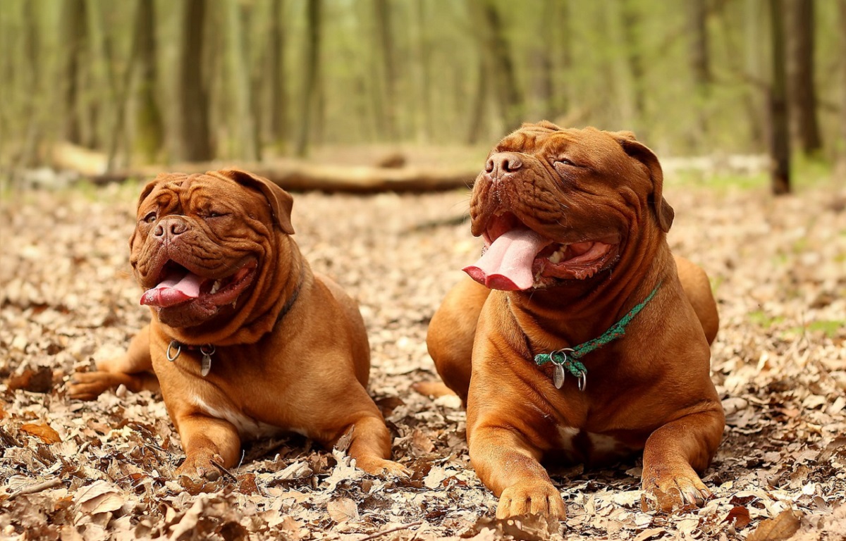 Top 15 Ugly Dogs: A Look At The Ugliest Dog Breeds