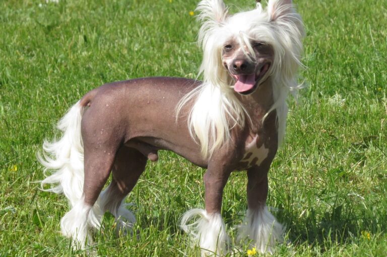 Top 15 Ugly Dogs: A Look At The Ugliest Dog Breeds