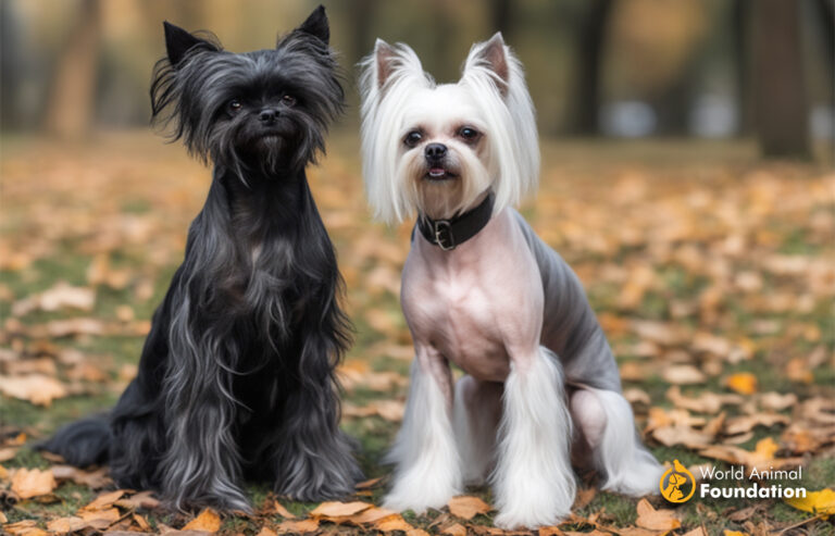 Top 15 Ugly Dogs: A Look At The Ugliest Dog Breeds