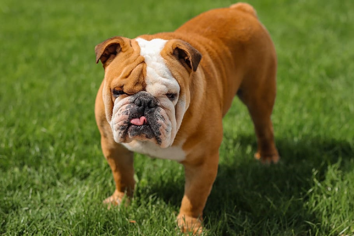 Top 15 Ugly Dogs: A Look At The Ugliest Dog Breeds