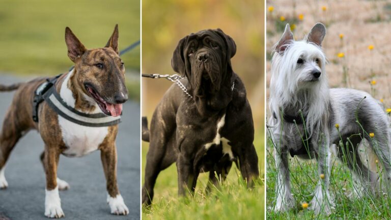 Top 15 Strange & Weird Dog Breeds That You've Never Heard Of
