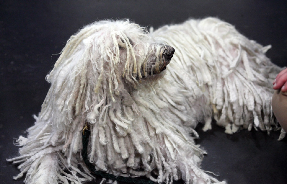 Top 15 Strange & Weird Dog Breeds That You've Never Heard Of
