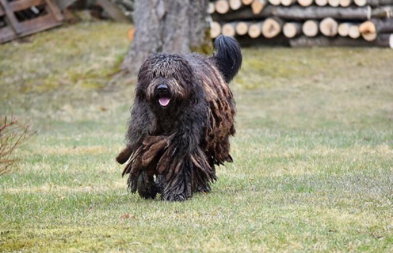 Top 15 Strange & Weird Dog Breeds That You've Never Heard Of