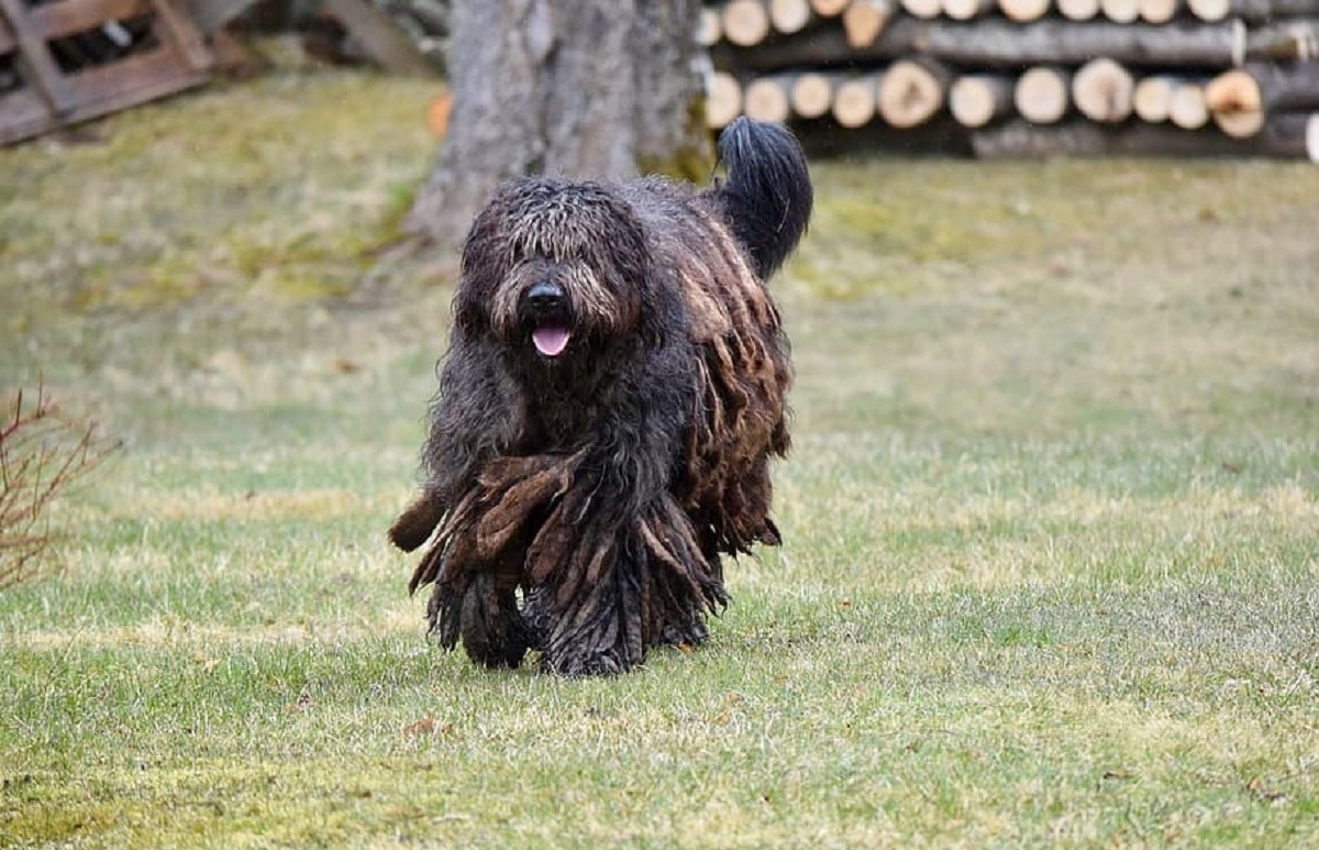 Top 15 Strange & Weird Dog Breeds That You've Never Heard Of