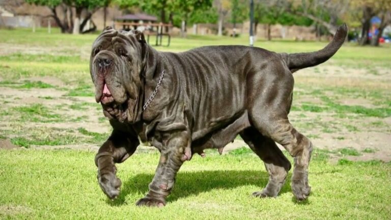 Top 15 Strange & Weird Dog Breeds That You've Never Heard Of