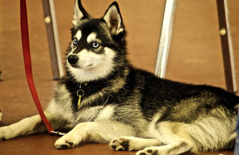 Top 15 Strange & Weird Dog Breeds That You've Never Heard Of