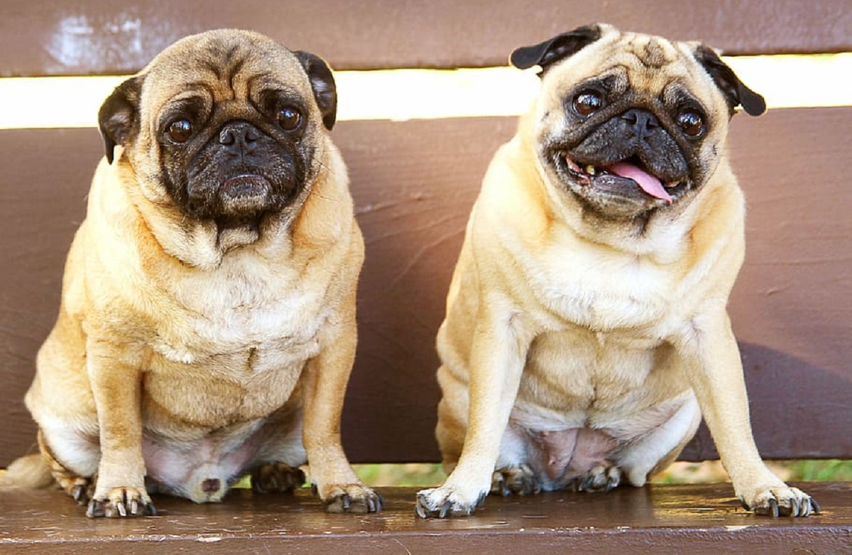 Top 15 Ugly Dogs: A Look At The Ugliest Dog Breeds