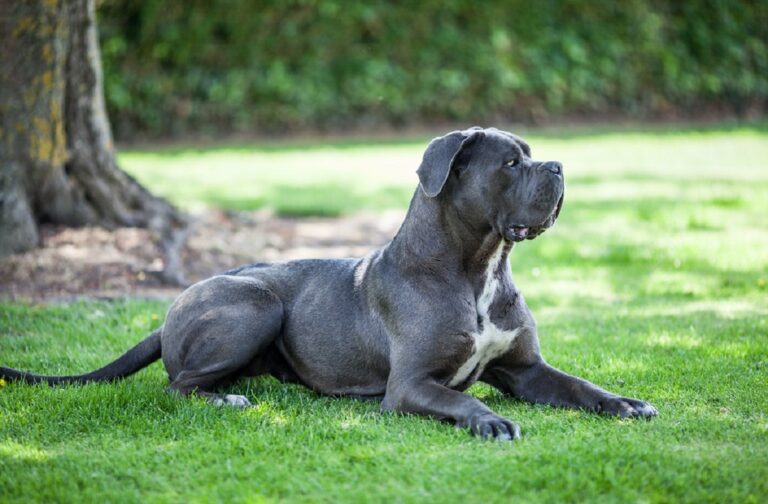 Top 15 Most Aggressive Dog Breeds Of 2024 - Myth Or Reality?