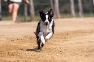 Top 15 Military Breeds Serving Nations: Unsung Canine Heroes