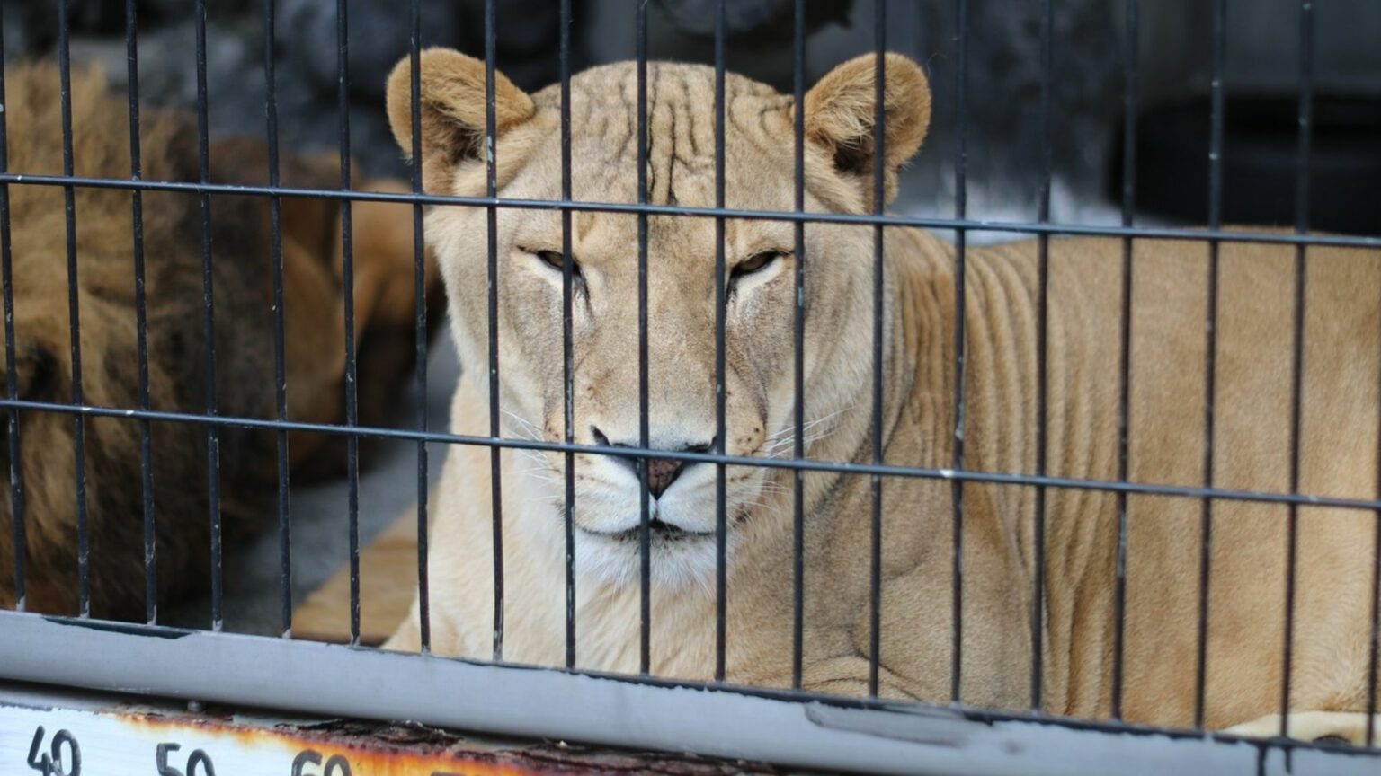 World Animal Foundation - Helping Animals Across The Globe