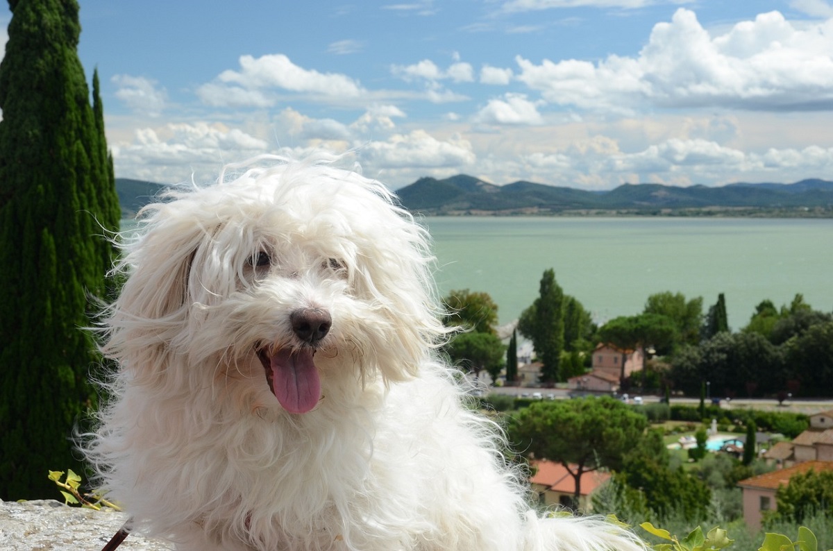 13 Beautiful Italian Dog Breeds You'll Fall In Love With