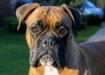 15 Best Guard Dog Breeds To Protect Your Family