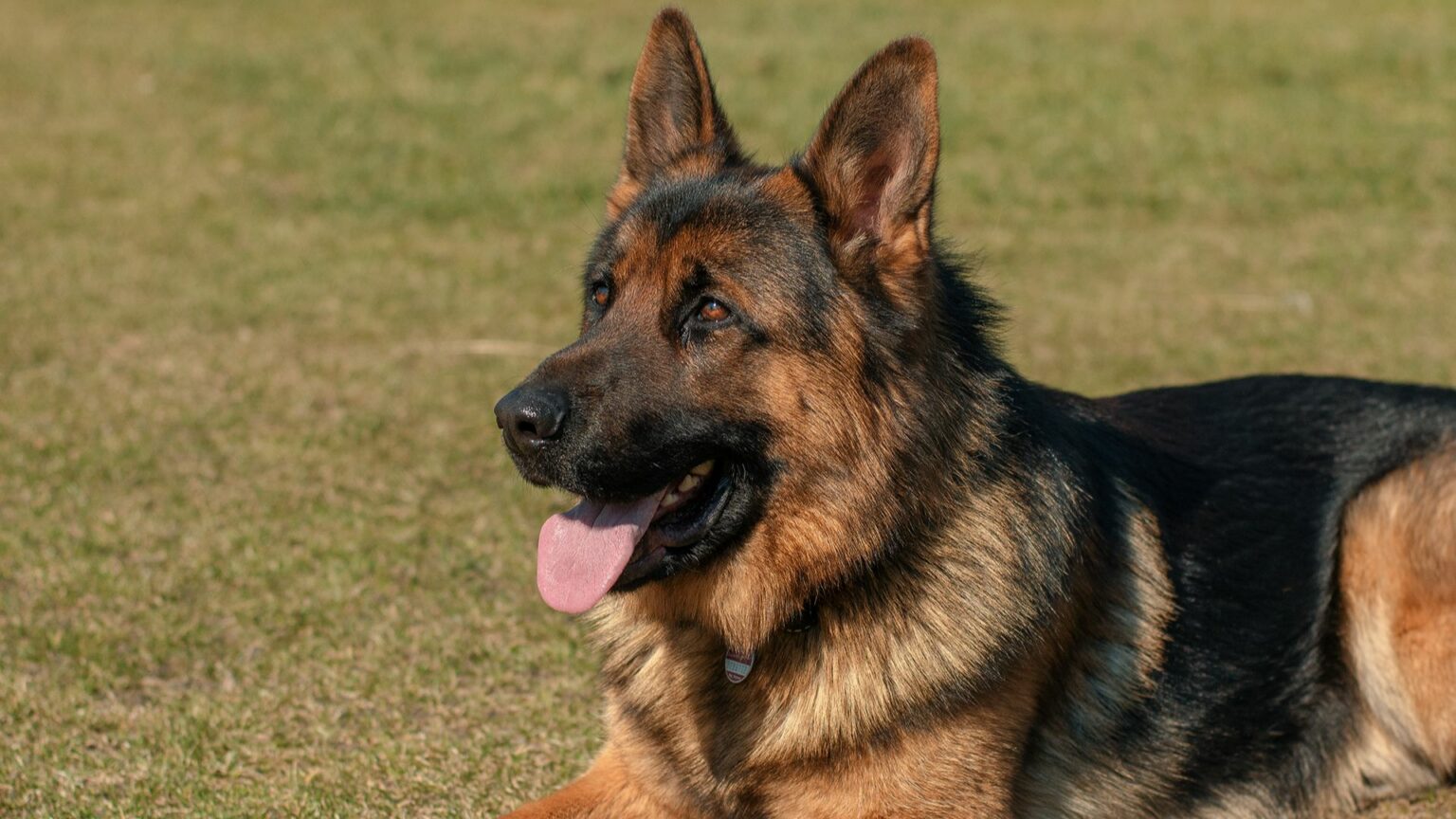 15 Best Guard Dog Breeds To Protect Your Family