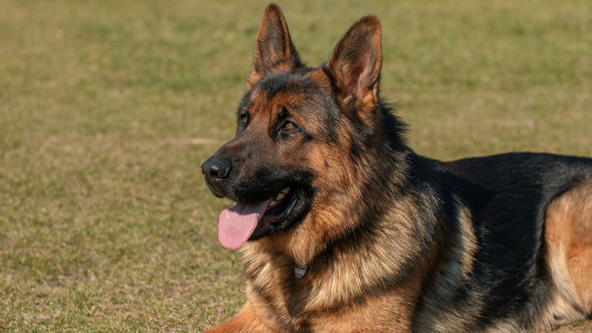 15 Best Guard Dog Breeds To Protect Your Family