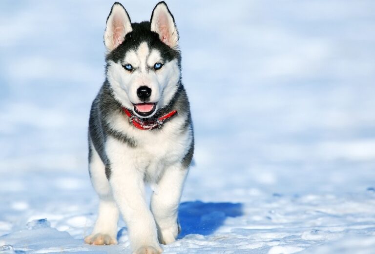 22 Types Of Huskies That Every Dog Enthusiast Should Know