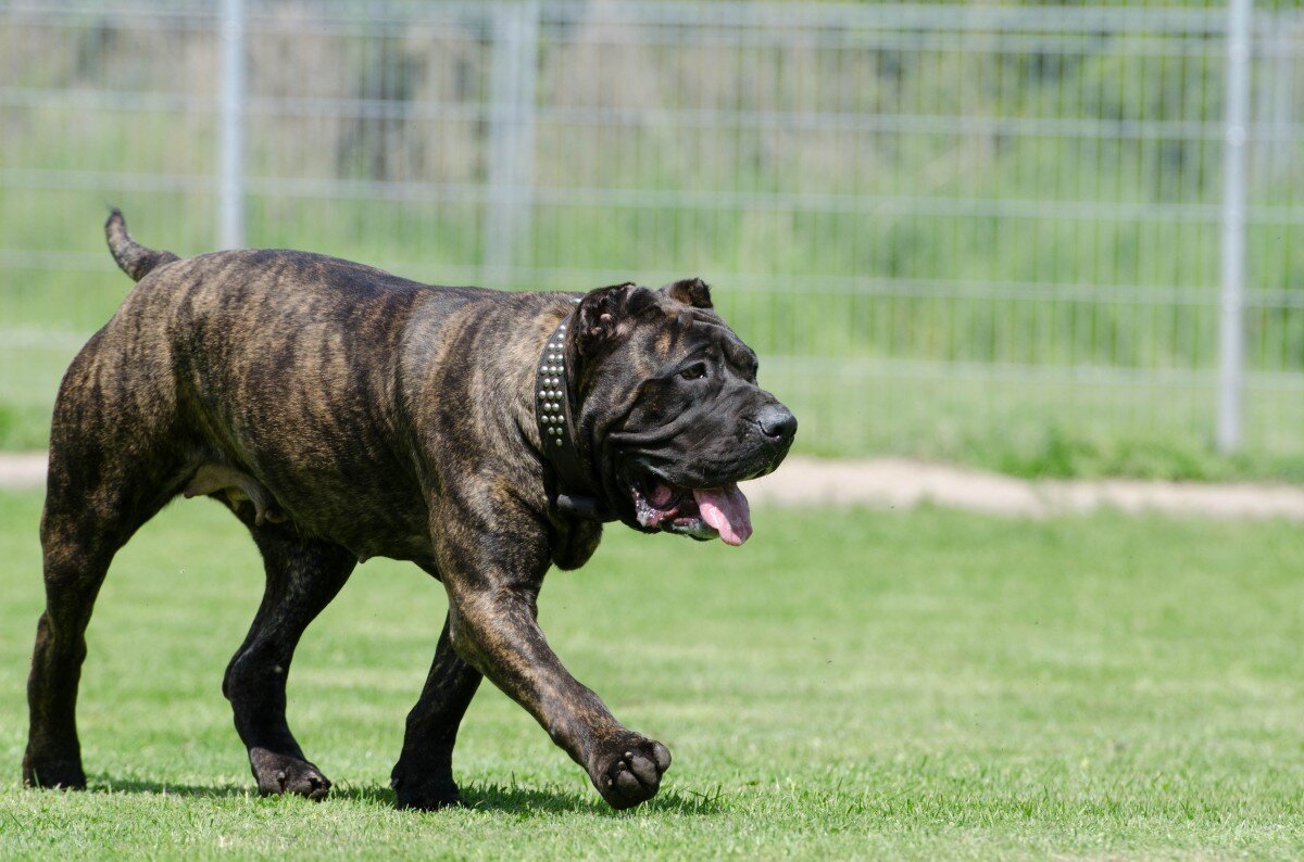 15 Best Guard Dog Breeds To Protect Your Family