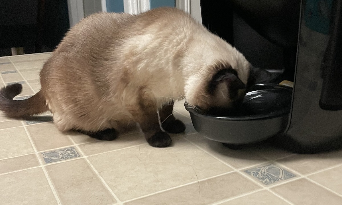 Feeder Robot Review: A Must-Have Or Miss? Our Exclusive Take