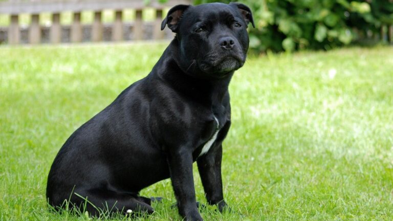 15 Best Guard Dog Breeds To Protect Your Family