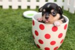 9 Lovely & Charming Teacup Dog Breeds That Steal The Show