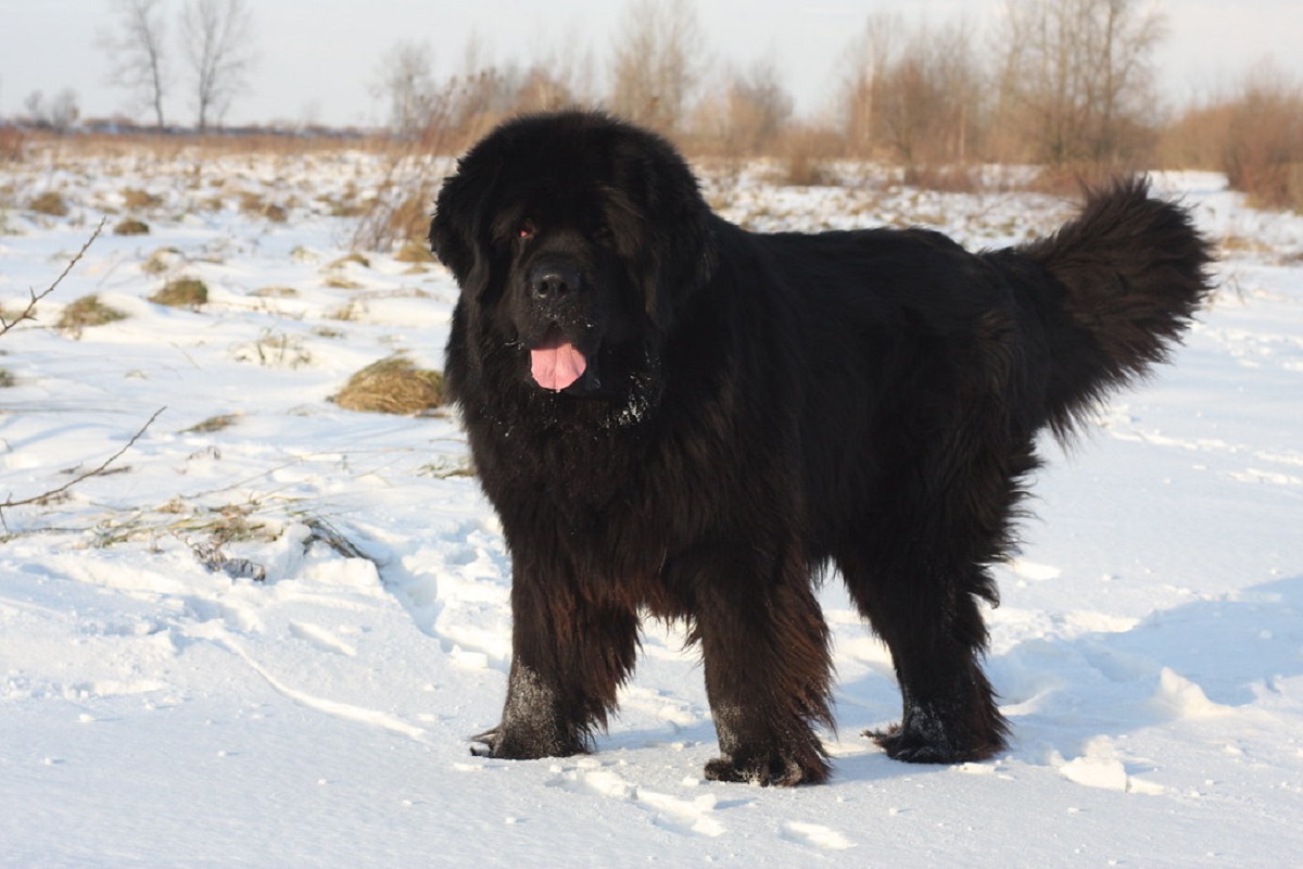 Top 13 Mountain Dog Breeds Shaped By Altitude And Attitude