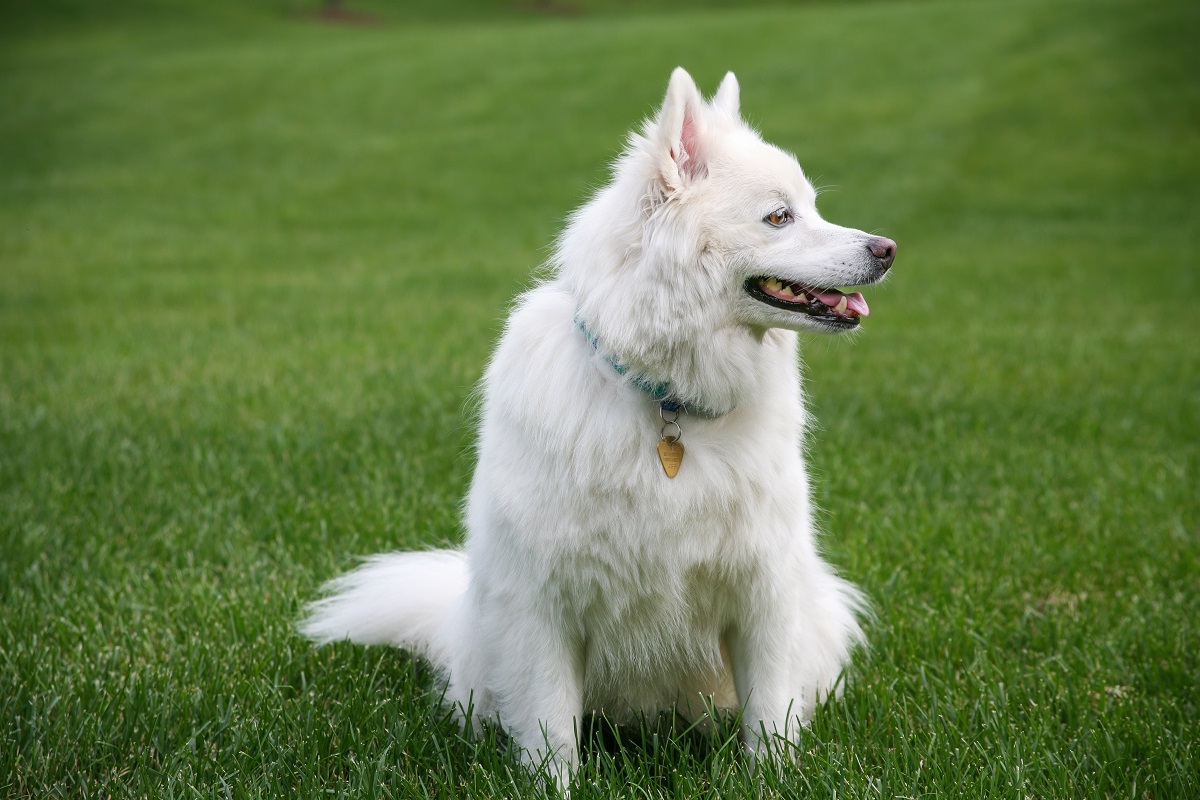 22 Types Of Huskies That Every Dog Enthusiast Should Know