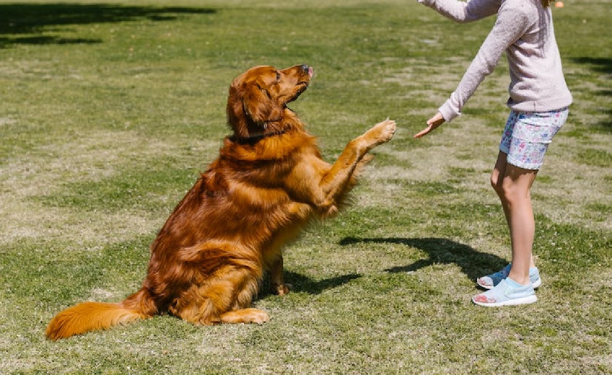 Positive Reinforcement Dog Training Methods: Do's & Don'ts