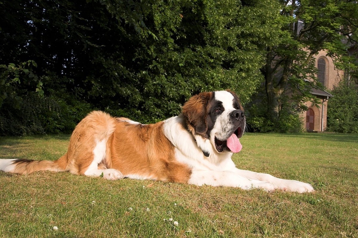13 Calmest Dog Breeds That Are Perfect For A Peaceful Home