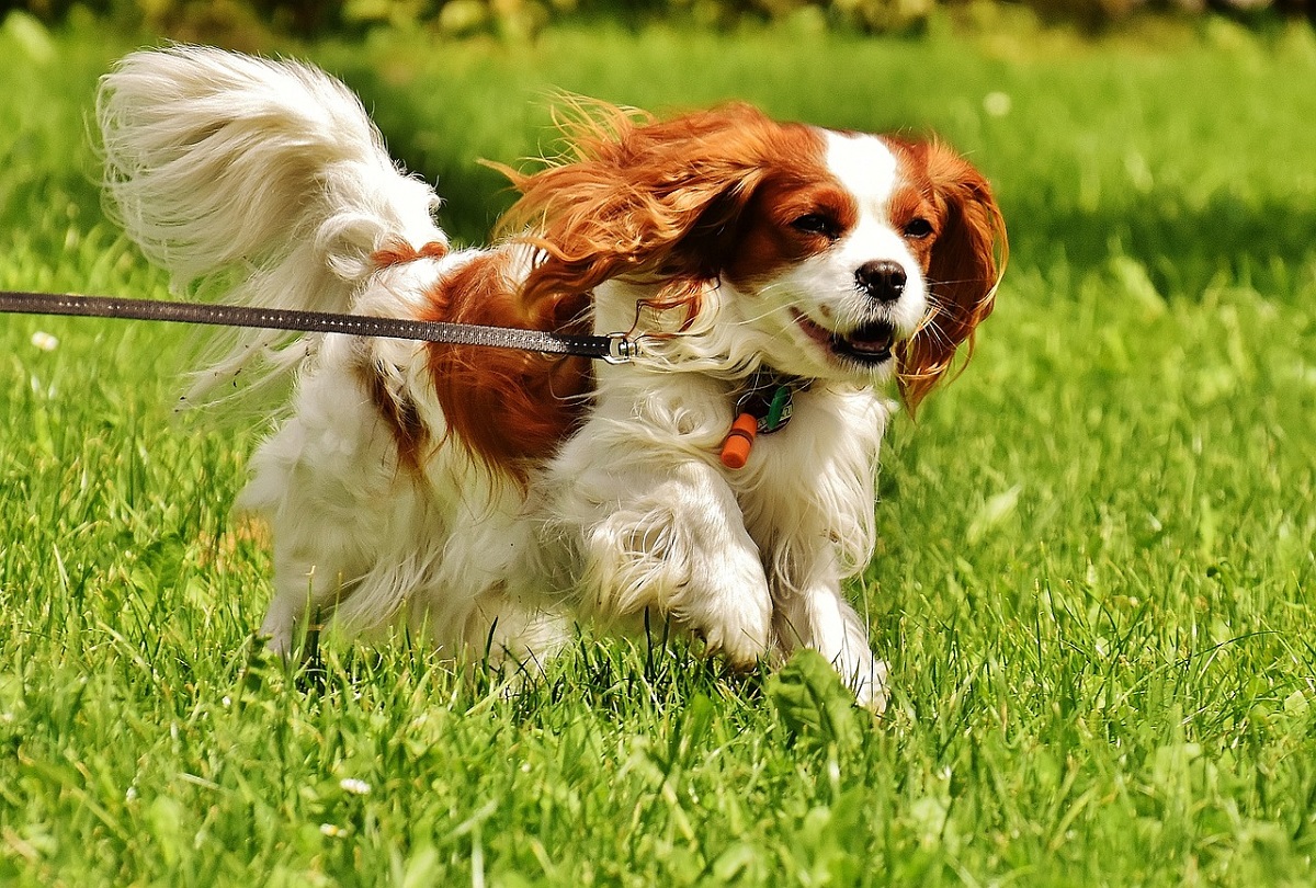 13 Best Dogs For First-Time Owners: Tailored For Beginners