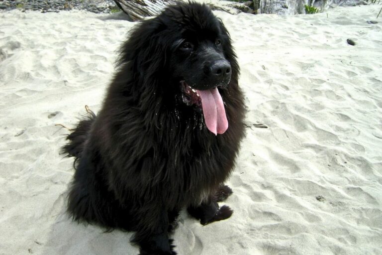 15 Lazy Dog Breeds With Low Energy