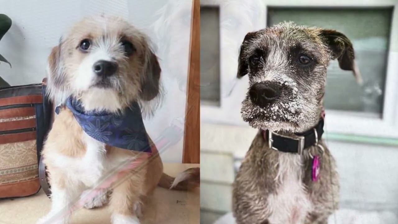 17 Types Of Lovely Doodle Dogs & Poodle Mix Dog Breeds