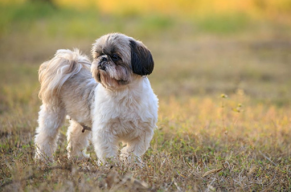 13 Best Dogs For First-Time Owners: Tailored For Beginners