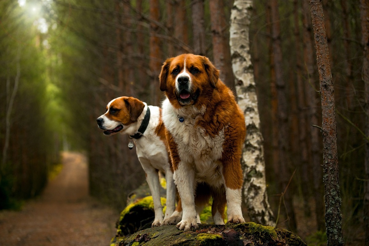 17 Most Loyal Dog Breeds That Define Loyalty And Devotion