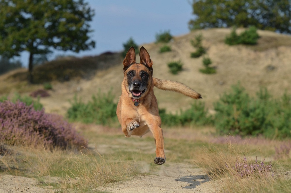 17 Types Of Shepherd Dogs - Breed Information & Profiles