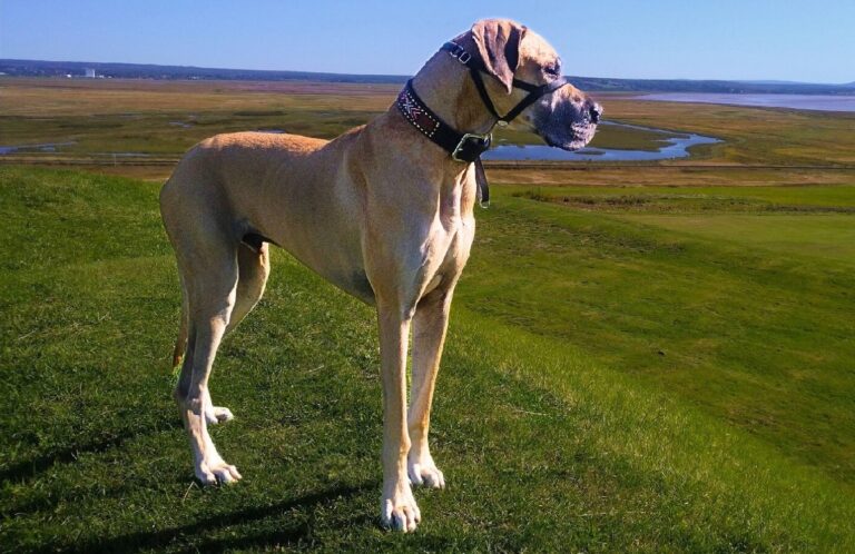 13 Calmest Dog Breeds That Are Perfect For A Peaceful Home