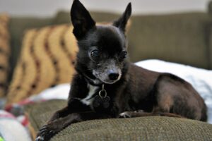 15 Lazy Dog Breeds With Low Energy