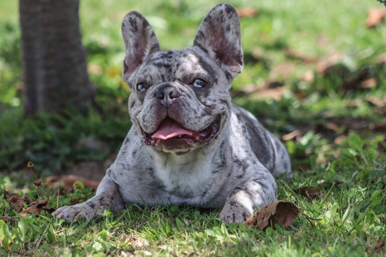 Merle Dog Breeds & The Magic Behind These Unique Dog Breeds