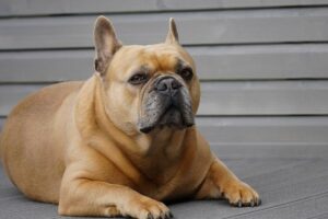 13 Calmest Dog Breeds That Are Perfect For A Peaceful Home