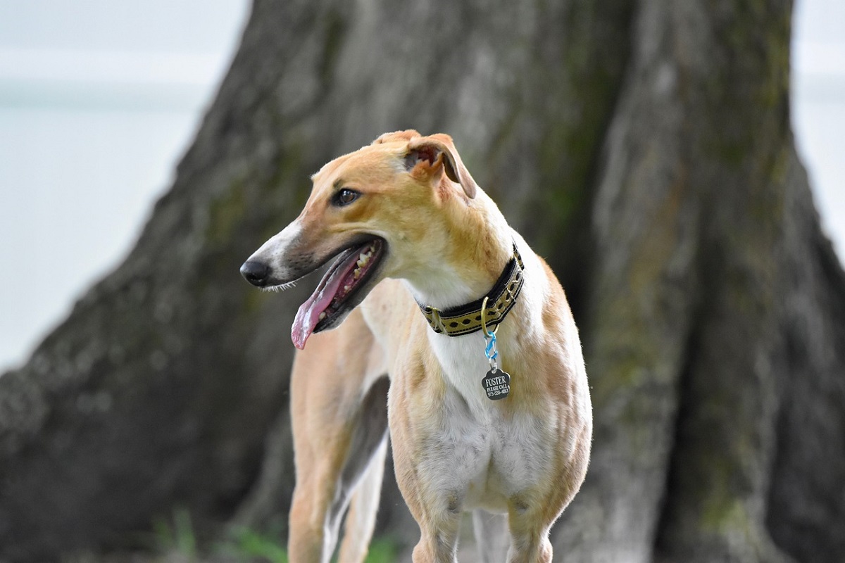13 Calmest Dog Breeds That Are Perfect For A Peaceful Home