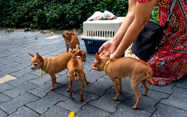 7 Types Of Chihuahuas: Apple Heads, Pear Heads & More - TOP DOG SITE