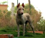 9 Hairless Dog Breeds - Surprisingly Cuddly & Affectionate