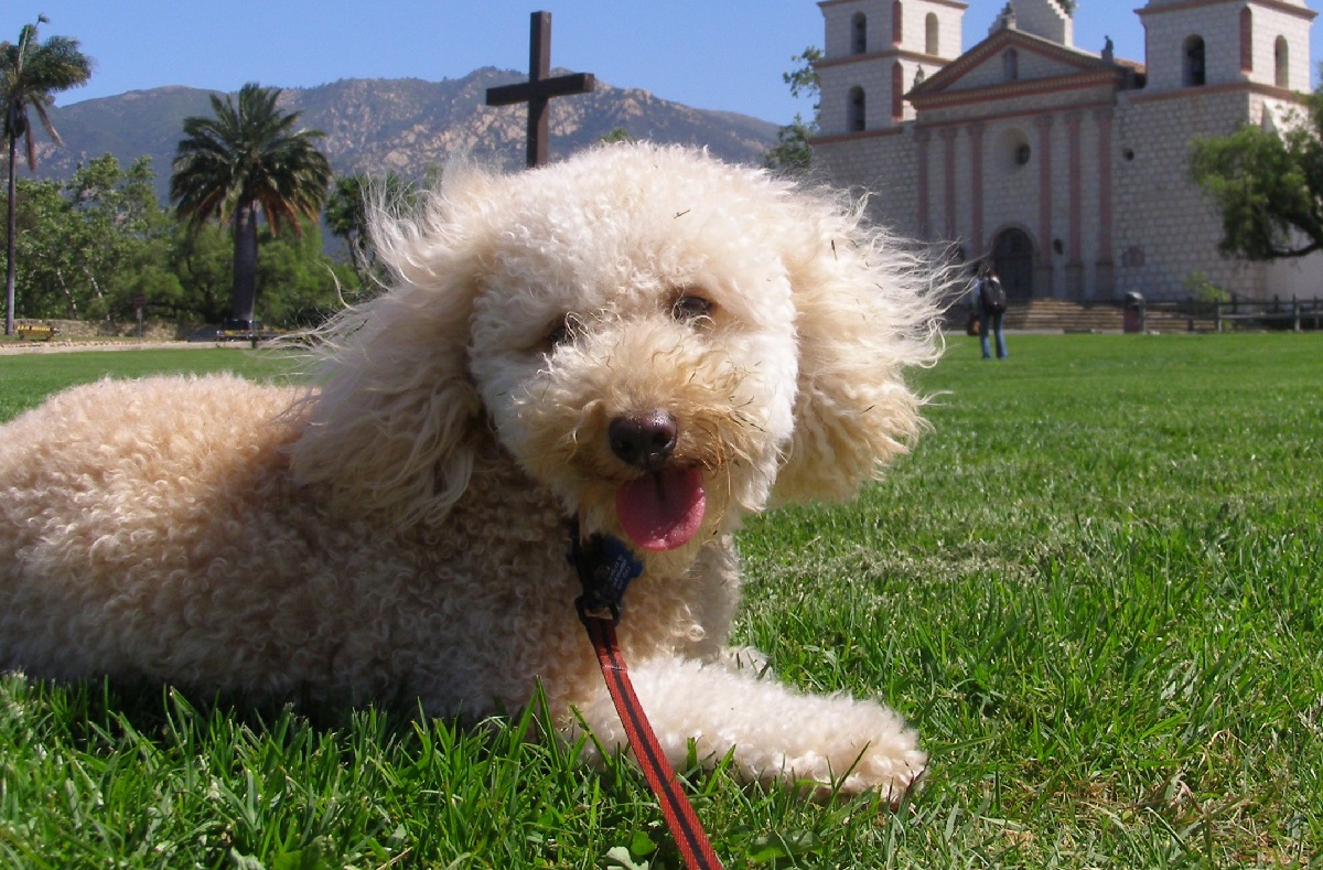 17 Types Of Lovely Doodle Dogs & Poodle Mix Dog Breeds - TOP DOG SITE