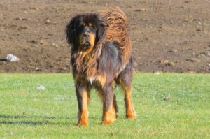 Top 13 Mountain Dog Breeds Shaped By Altitude And Attitude